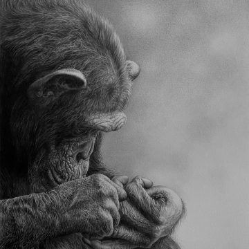 Wildlife Art by Julie Rhodes - Wildlife Fine Art