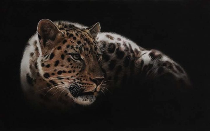 Original Drawings and paintings - Wildlife Fine Art Drawings