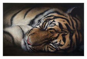 Wildlife Art by Julie Rhodes - Wildlife Fine Art