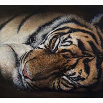 Wildlife Art by Julie Rhodes - Wildlife Fine Art