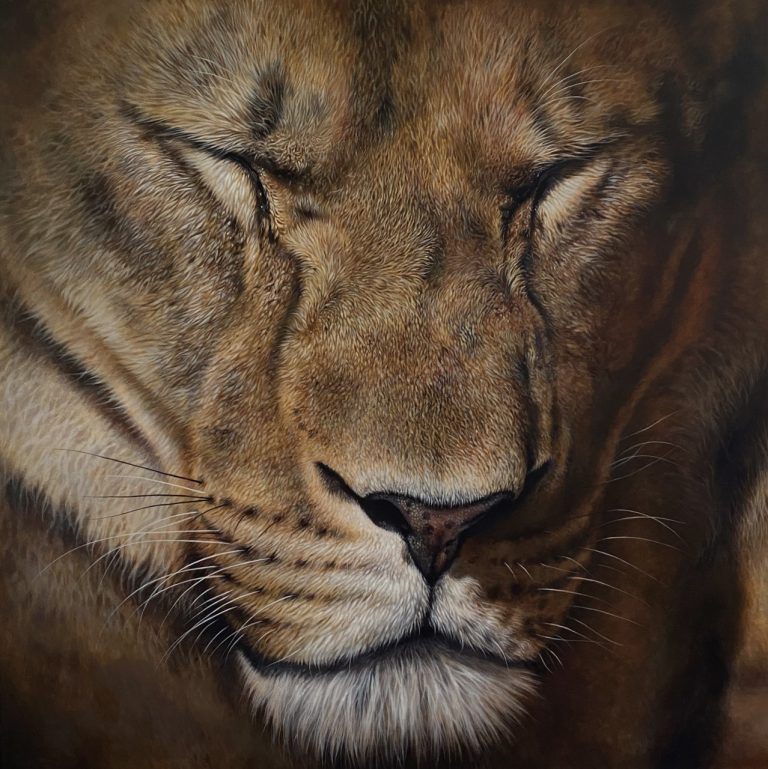 Wildlife Art by Julie Rhodes - Wildlife Fine Art